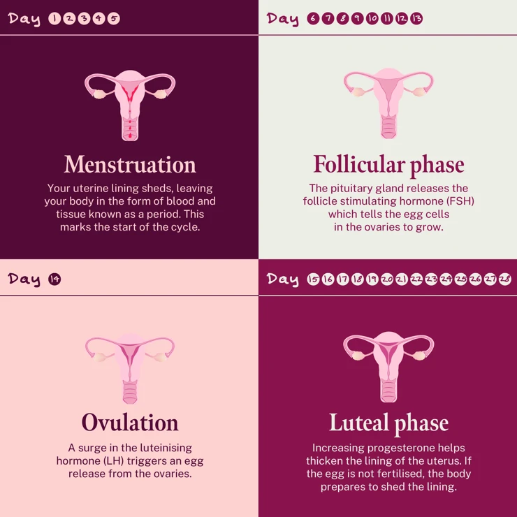 Menstrual Cycle: Overview & Phases - Evana